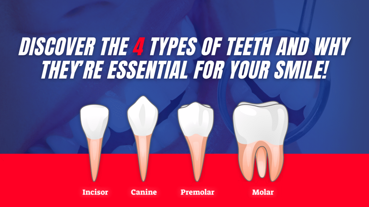 Types of Teeth & Their Roles | Elegant Edge Dentistry Guide